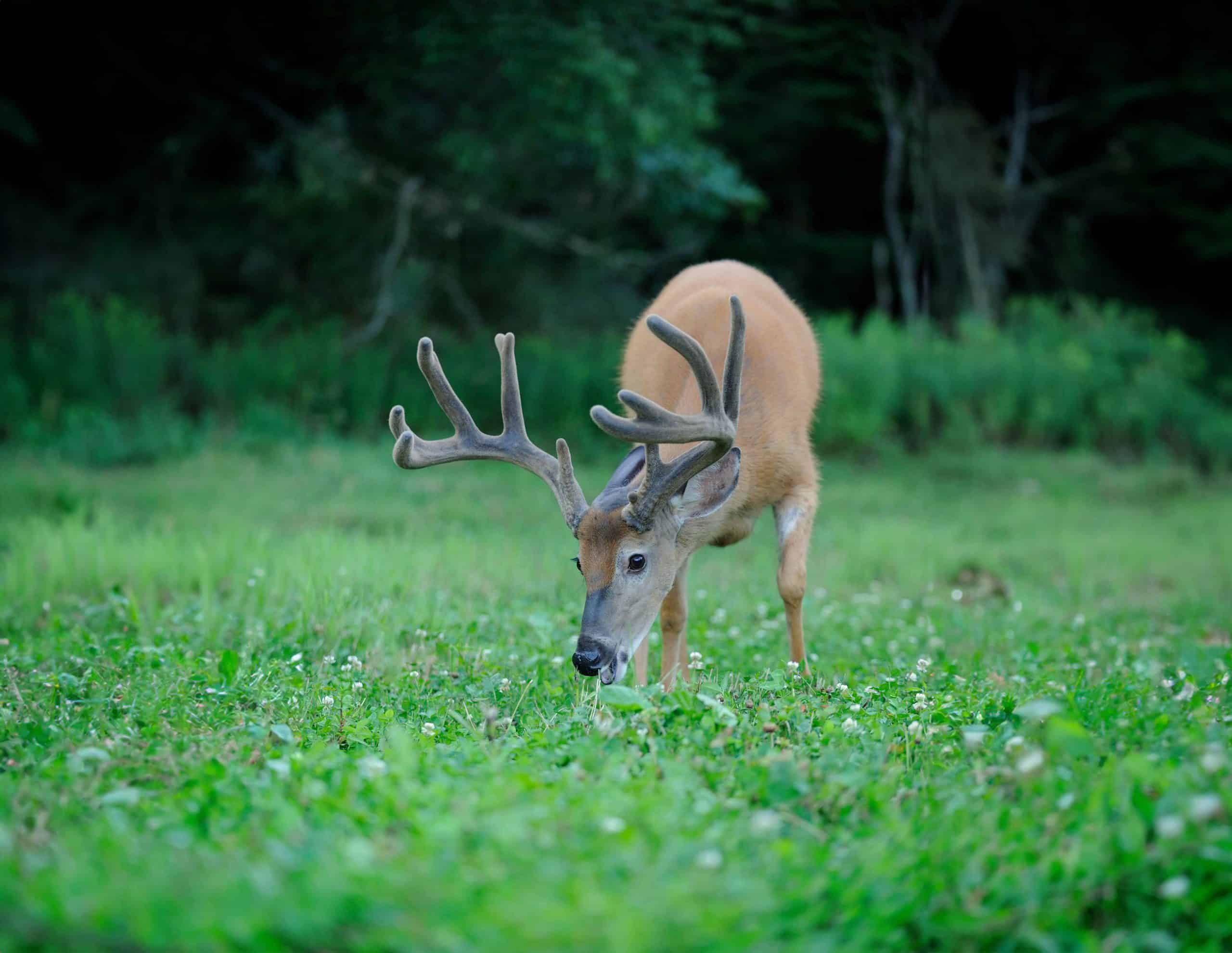 Advantages to Frost Seeding Clover | Mossy Oak Gamekeeper