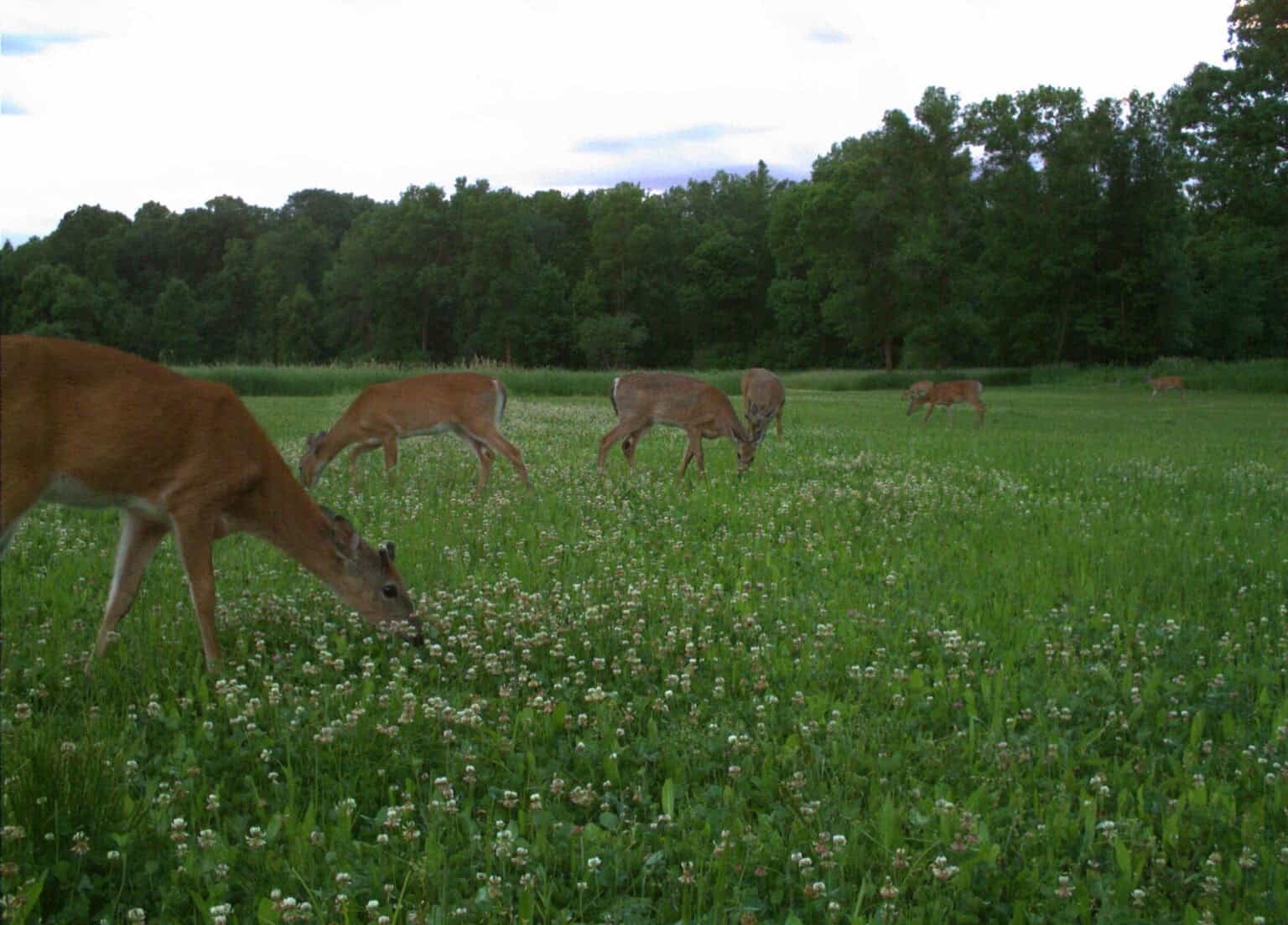 Clover Food Plots, North vs. South | Mossy Oak Gamekeeper