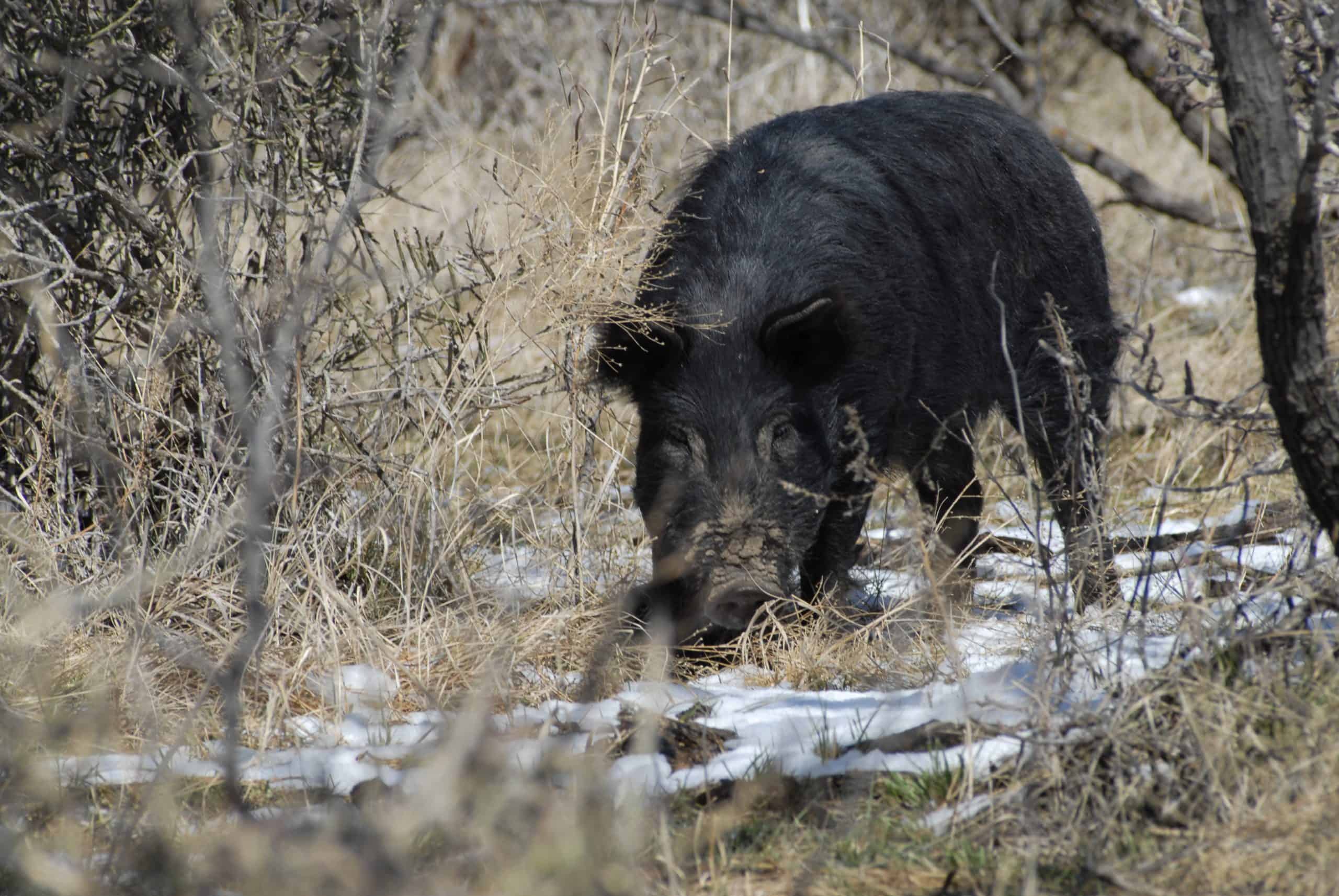 The Fight Against Wild Pigs | Mossy Oak Gamekeeper