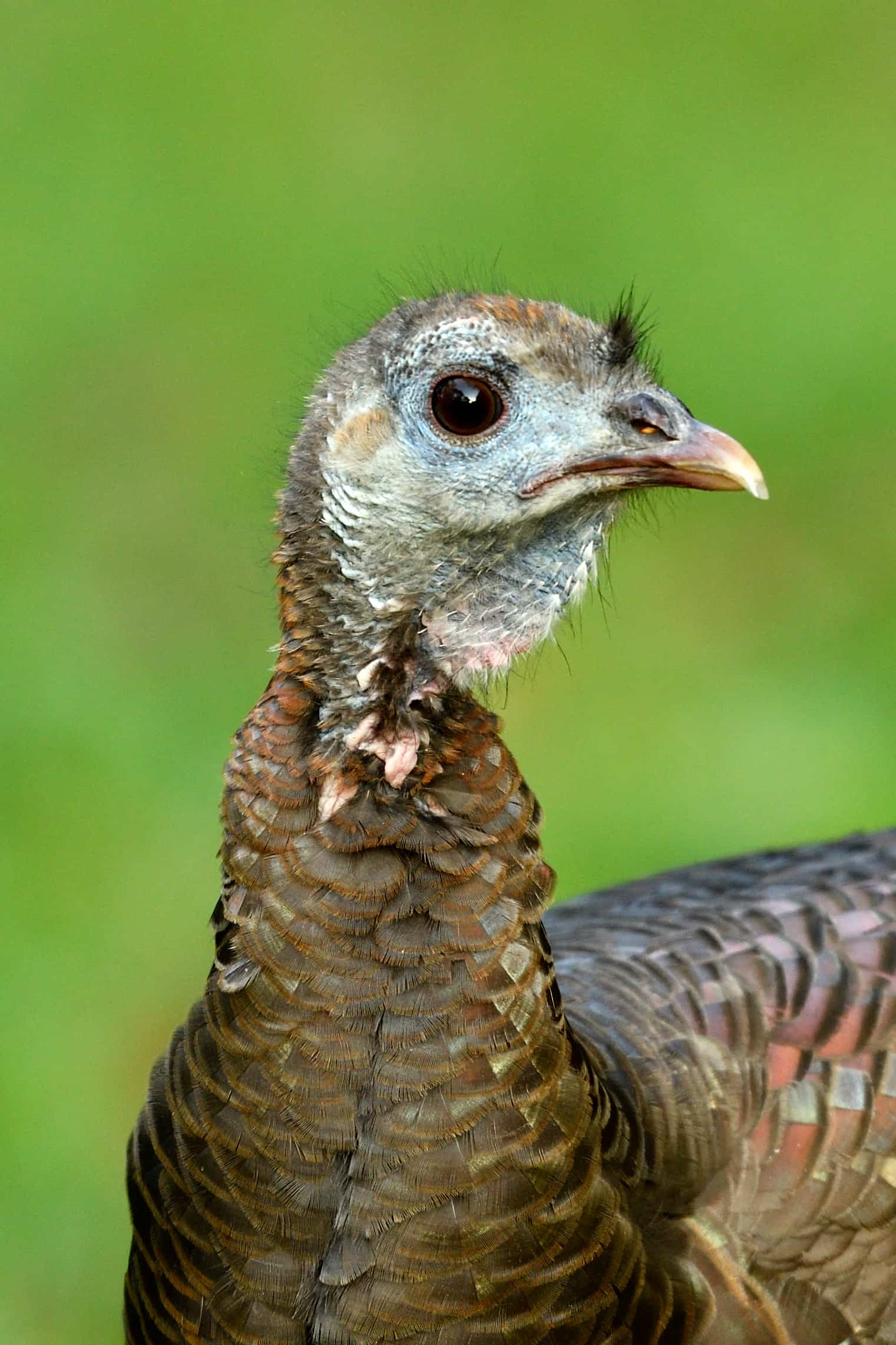 Wild Turkey Feathers: Understanding Form, Function & Maintenance ...