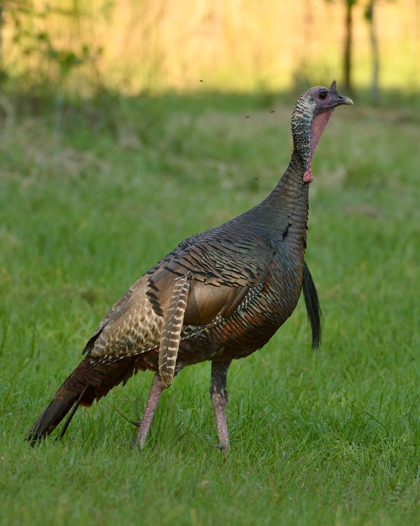 Wild Turkey Feathers: Understanding Form, Function & Maintenance ...