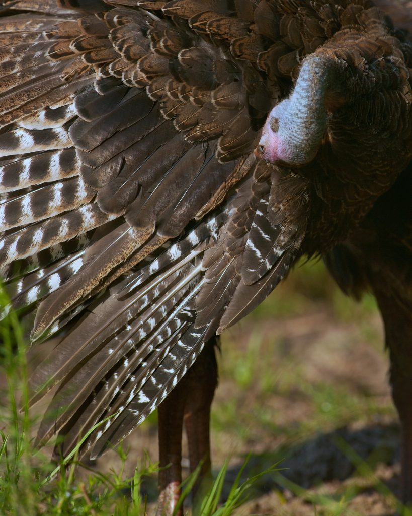 Wild Turkey Feathers: Understanding Form, Function & Maintenance ...