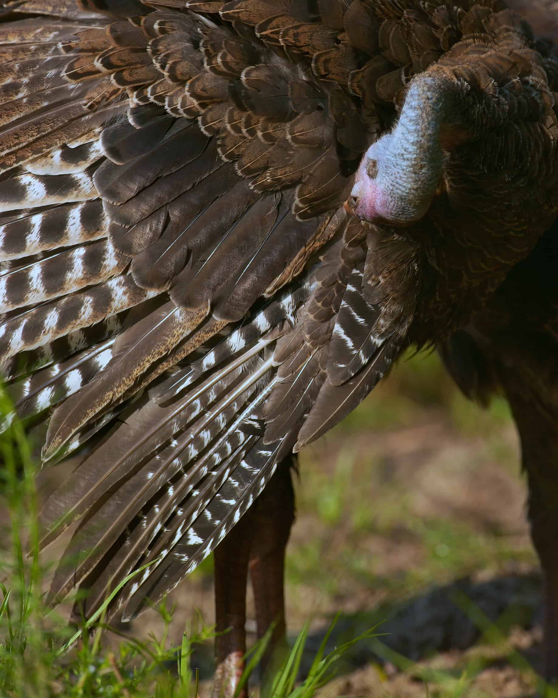 Wild Turkey Feathers: Understanding Form, Function & Maintenance | Mossy Oak Gamekeeper