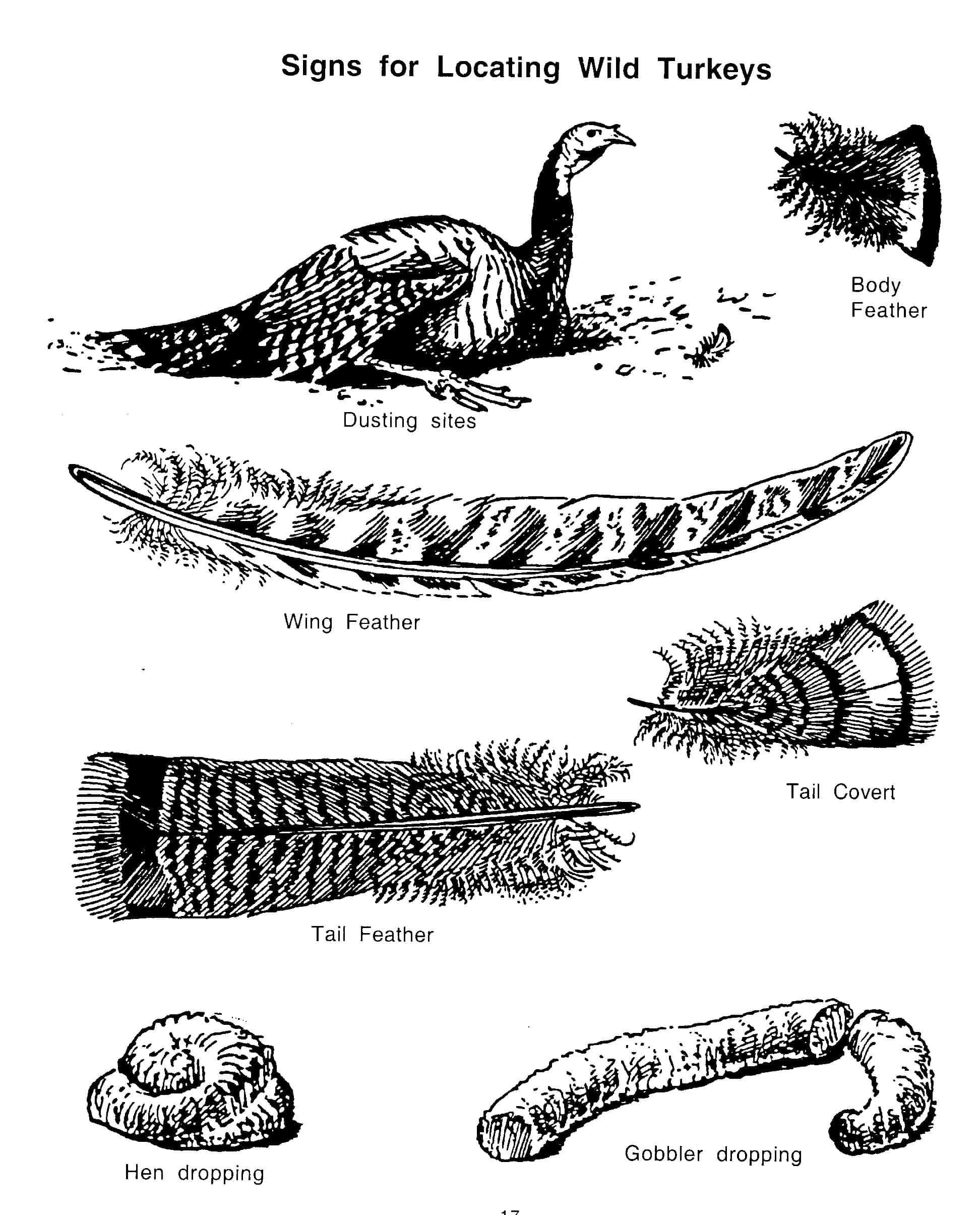 Scouting for Turkeys | Mossy Oak Gamekeeper