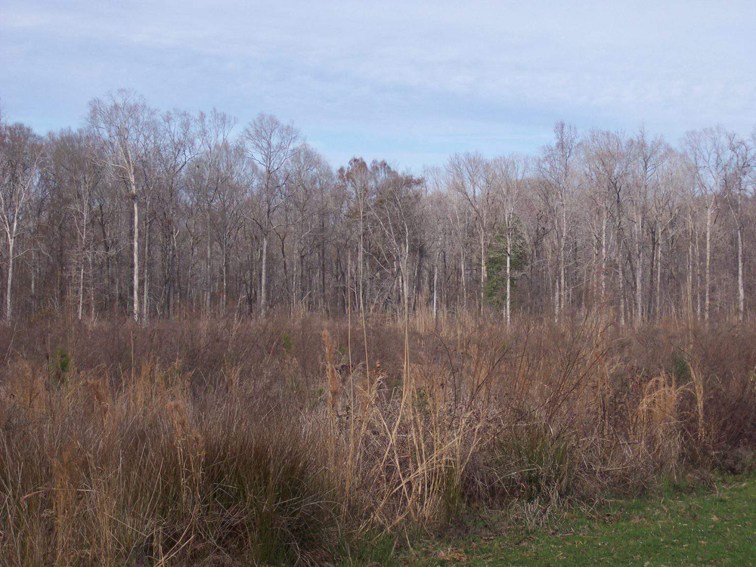 Clearcutting for Wildlife | Mossy Oak Gamekeeper