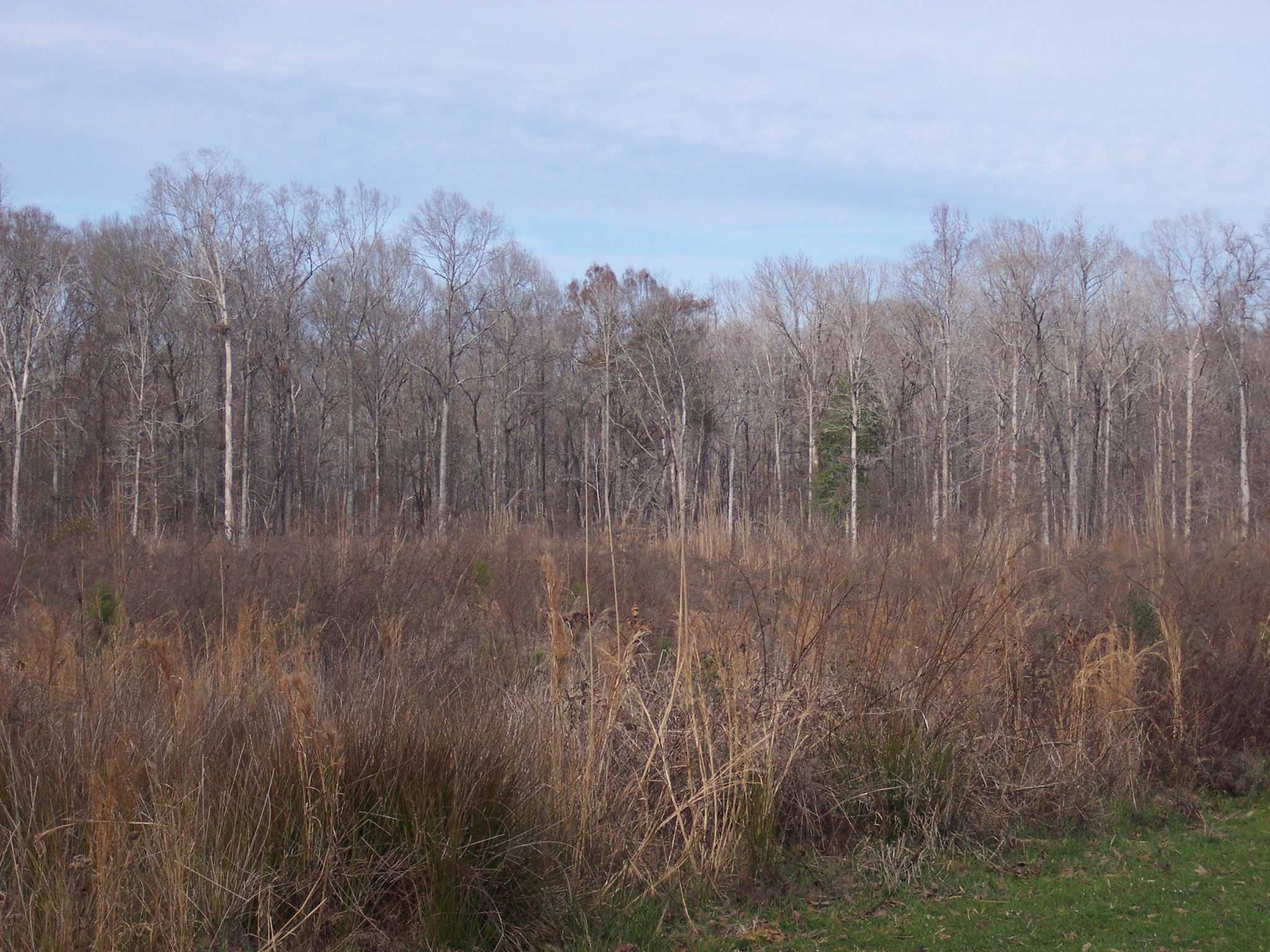 Clearcutting for Wildlife | Mossy Oak Gamekeeper