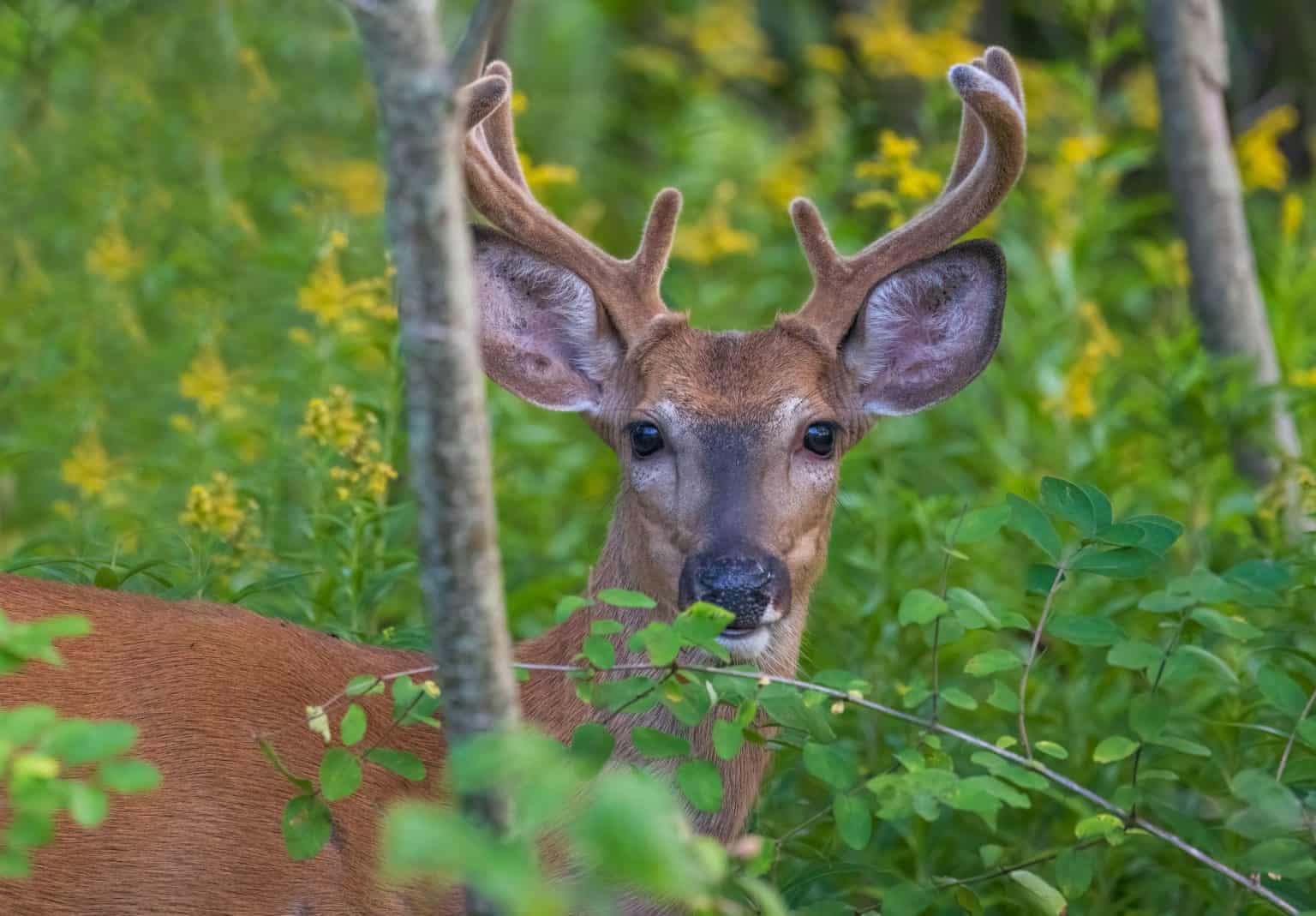 Developing A Property Management Plan Mossy Oak Gamekeeper