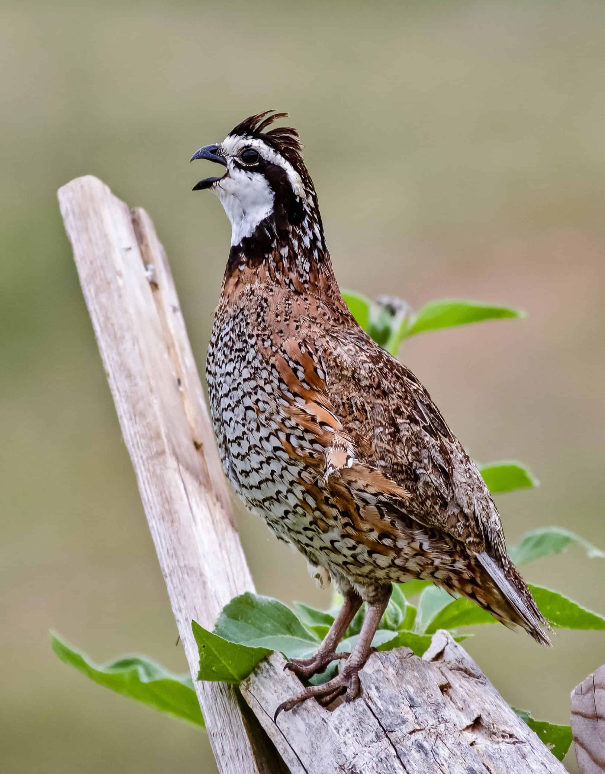 Quail Habitat: Bringing Back the Bobwhites | Mossy Oak Gamekeeper