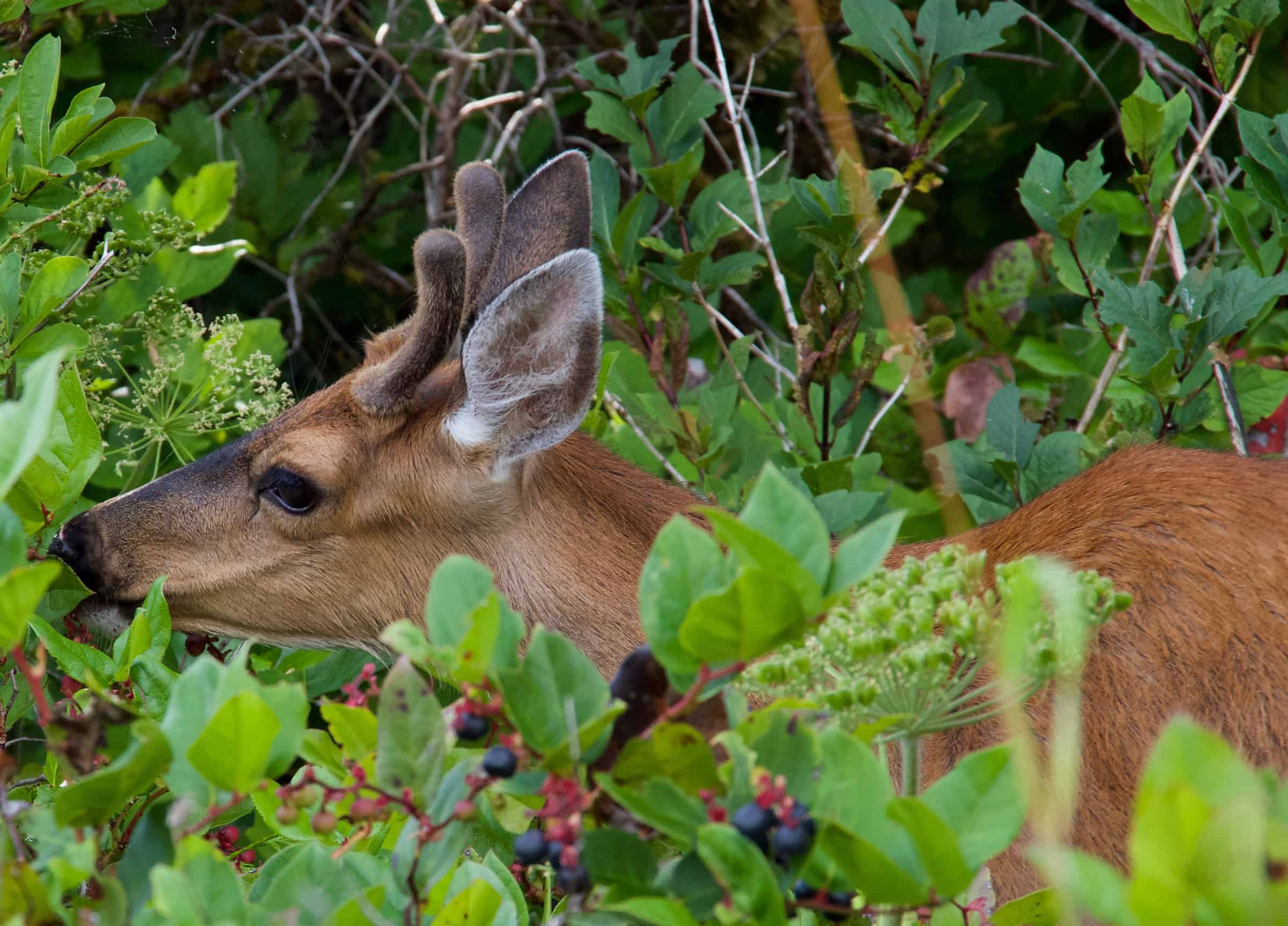 Creating Nutrient-Dense Summer Forage for Deer | Mossy Oak Gamekeeper